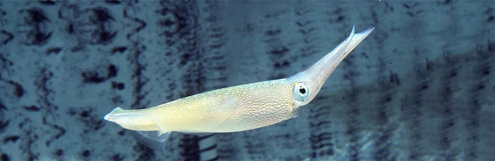 Squid Share a Colorful Trick With Peacocks | The New York Times | Marine Biological Laboratory